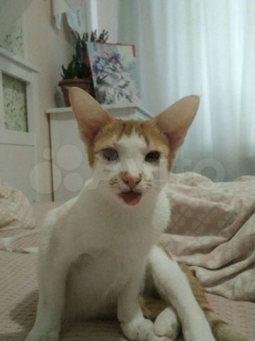 Ориентальная кошка