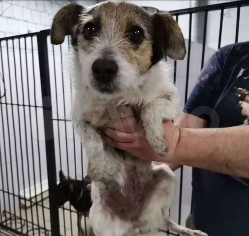 Собака в добрые руки