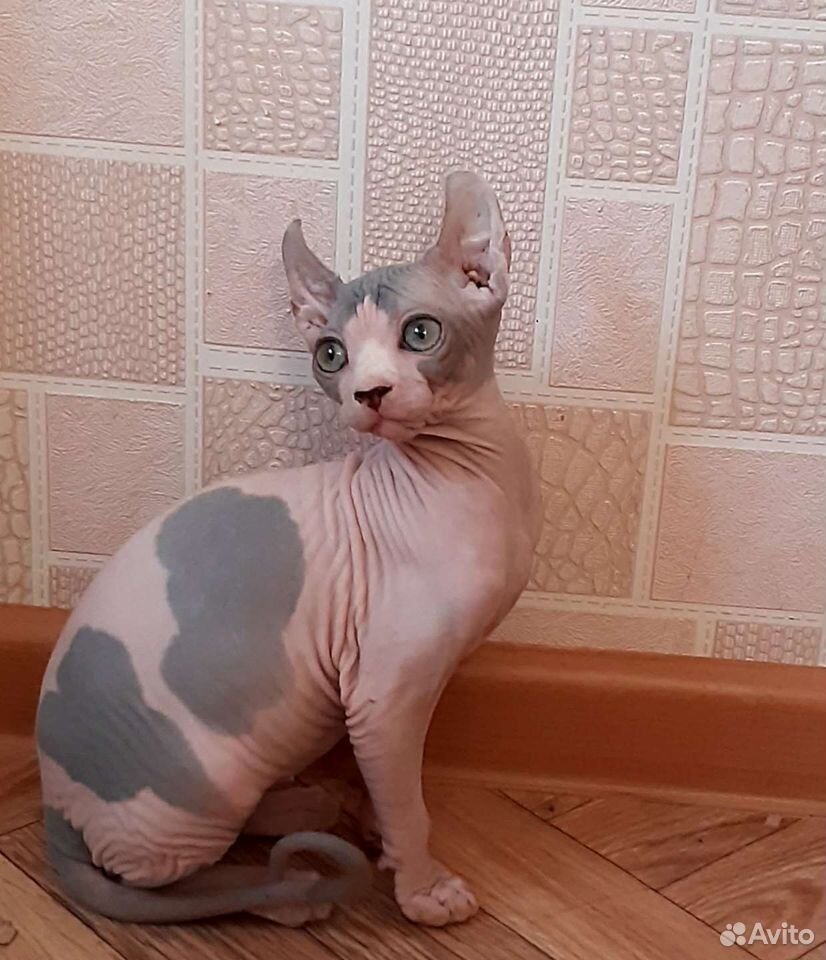 Эльф