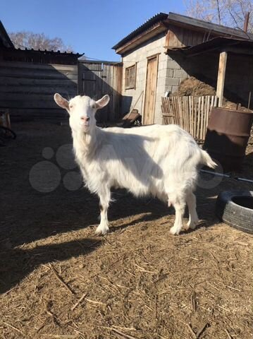 Коза дойная