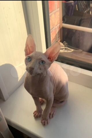 Канадский сфинкс