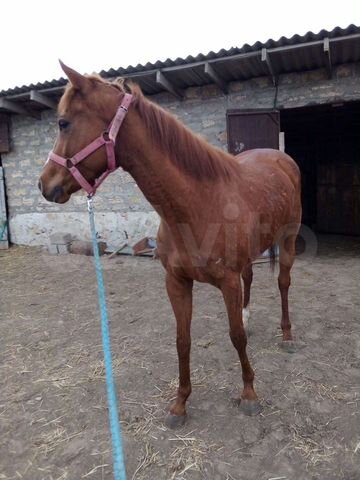 Кобыла чк четырёх летняя