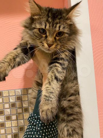 Милая киска в дар