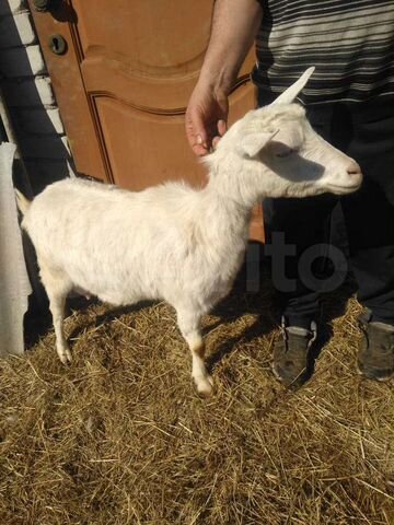 Комолая коза