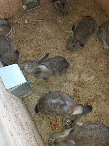 Продаются кролики породы рексы,фландер,калифорния