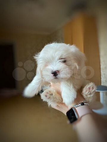 Мальтийская болонка (Мальтезе)