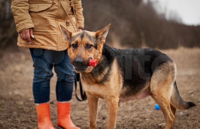 Герда - метис овчарки в дар