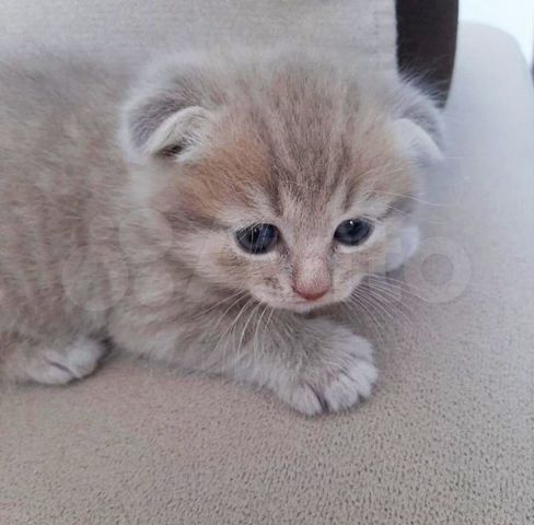 Чистокровные шотландцы