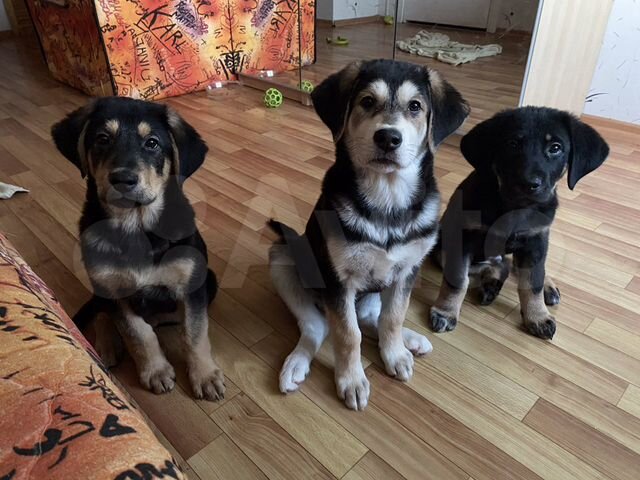 Щенок в самые лучшие ручки