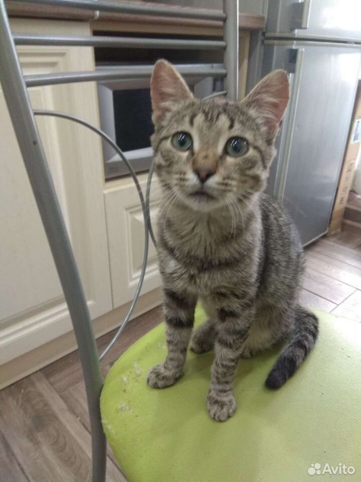 Кот котик котенок