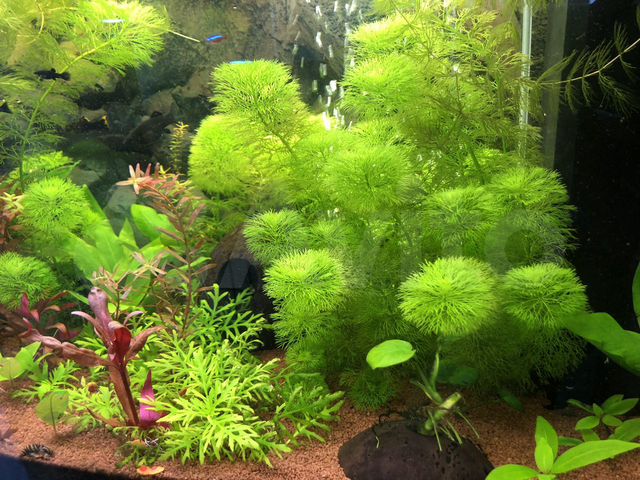 Аквариумные растения