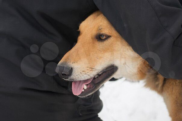 Собака Гектор