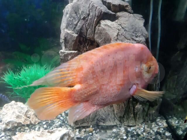 Рыба попугай